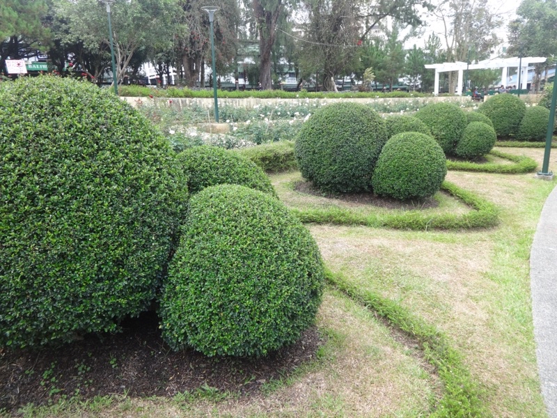 (GG real plant) carmona retusa ^ fukien tea tree hokkien teh pokok ...
