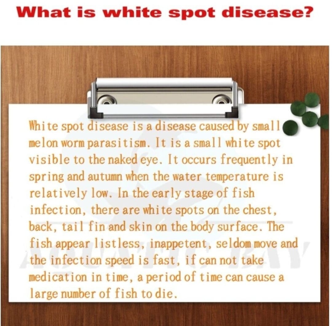 【PREMIUM】YEE Aquarium White Spot Cure Mold Fish,Tail Rot & Gill Rot 300 ...