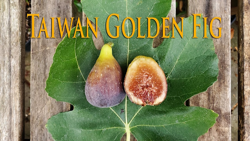 Anak Pokok Tin Taiwan Golden Fig (TGF) | Shopee Malaysia