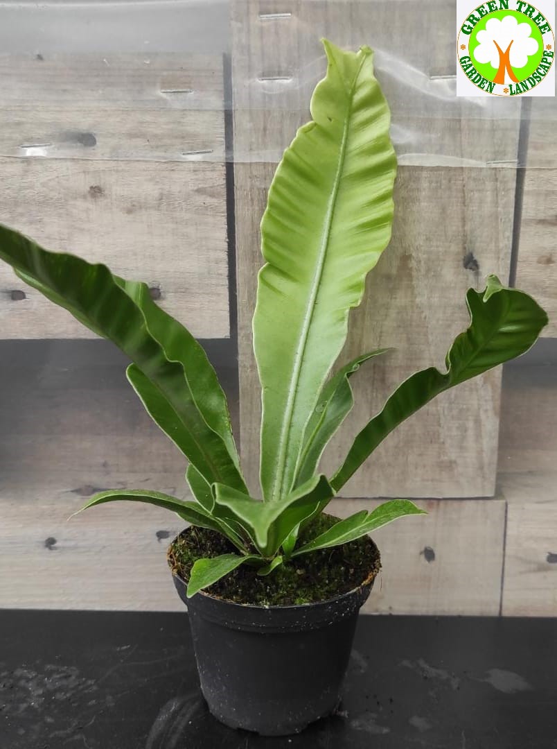 INDOOR PLANT-Asplenium varieties Crispy Wave火焰/ Antiquum 展叶/Crissie ...