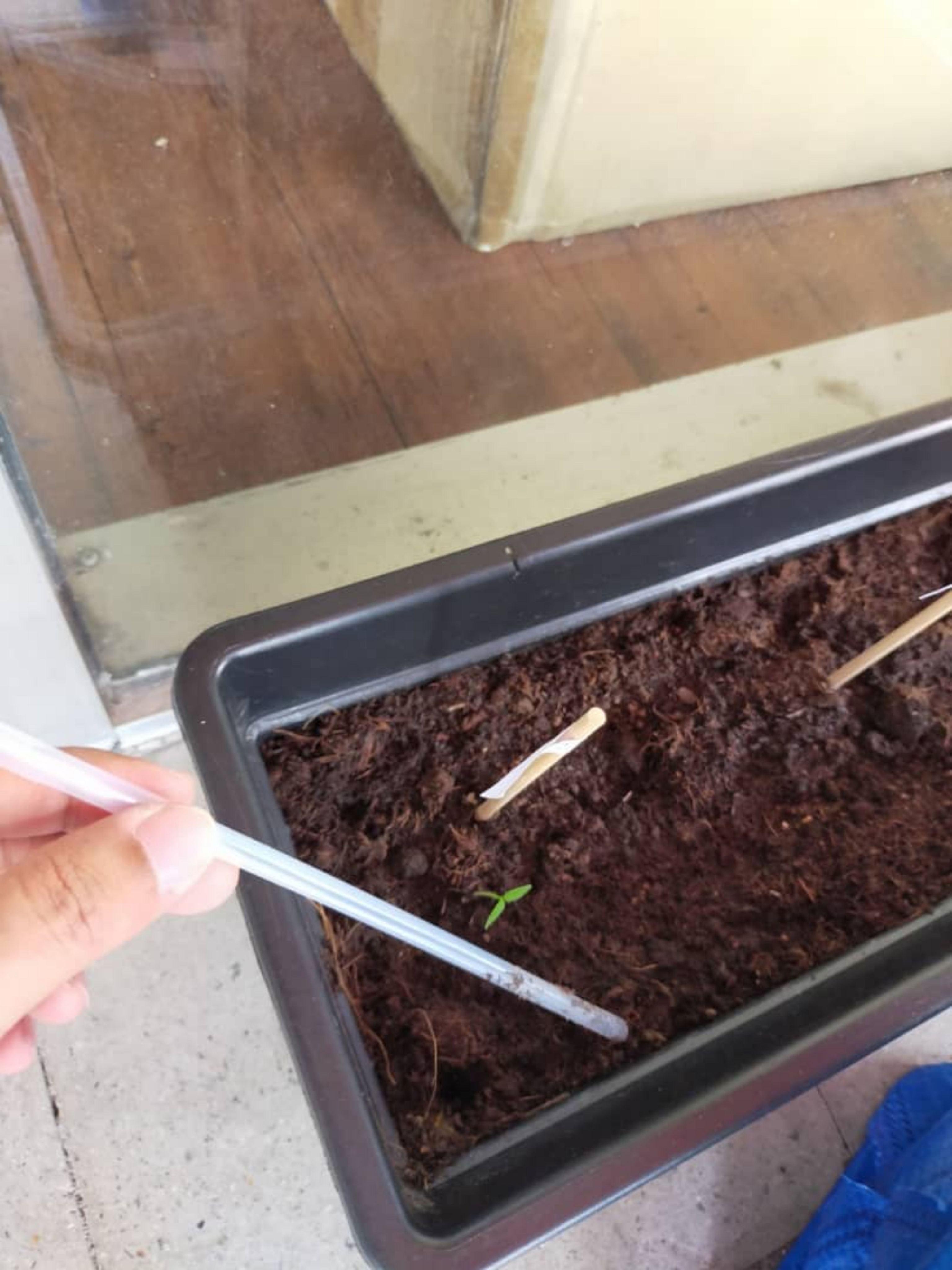 Assorted Models Compostable Bio Corn Straw CAN LAST 24HOURS IN YOUR ...