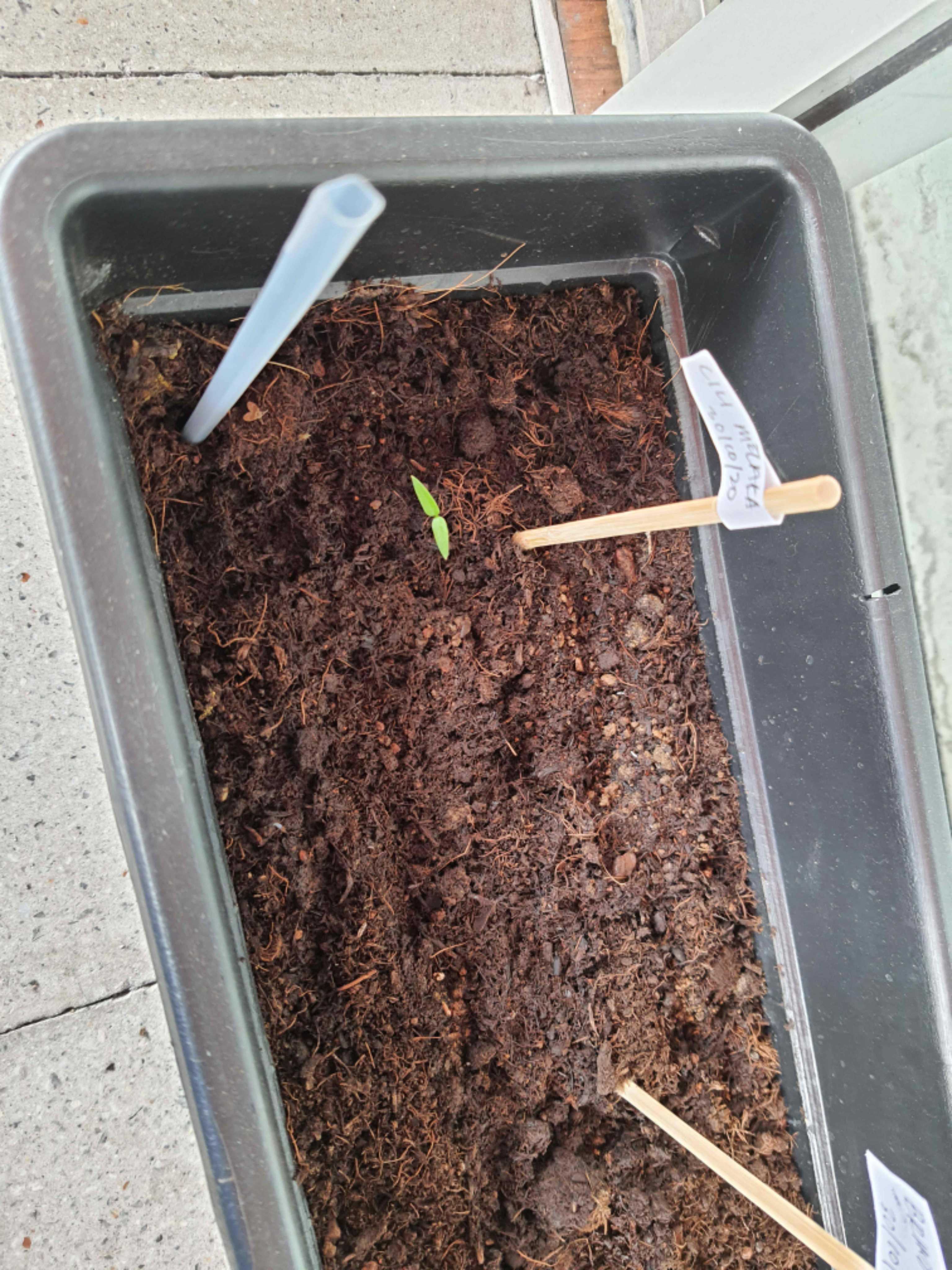 Assorted Models Compostable Bio Corn Straw CAN LAST 24HOURS IN YOUR ...