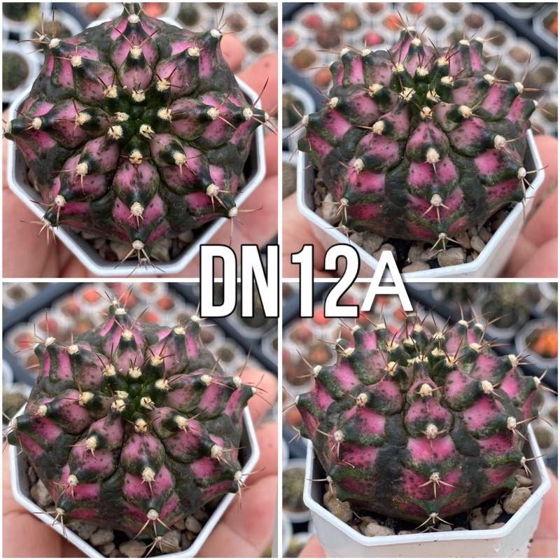 T-Rex Hybrid and t-rex series cactus variety pattern and color ready ...