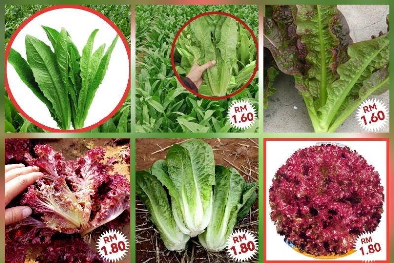 Benih Salad Berkualiti Premium untuk Berkebun di Rumah | Benih Salad ...
