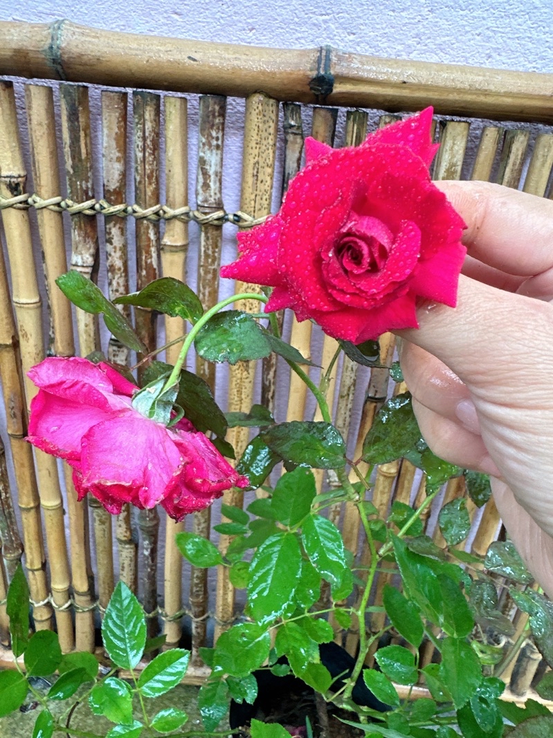 (GG real plant) rose ^ Pokok hidup hiasan rumah dalaman live outdoor ...
