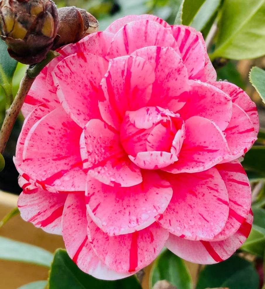Random Color）Anak pokok Bunga Camelia Wangi, pokok camelia plant山茶花 ...