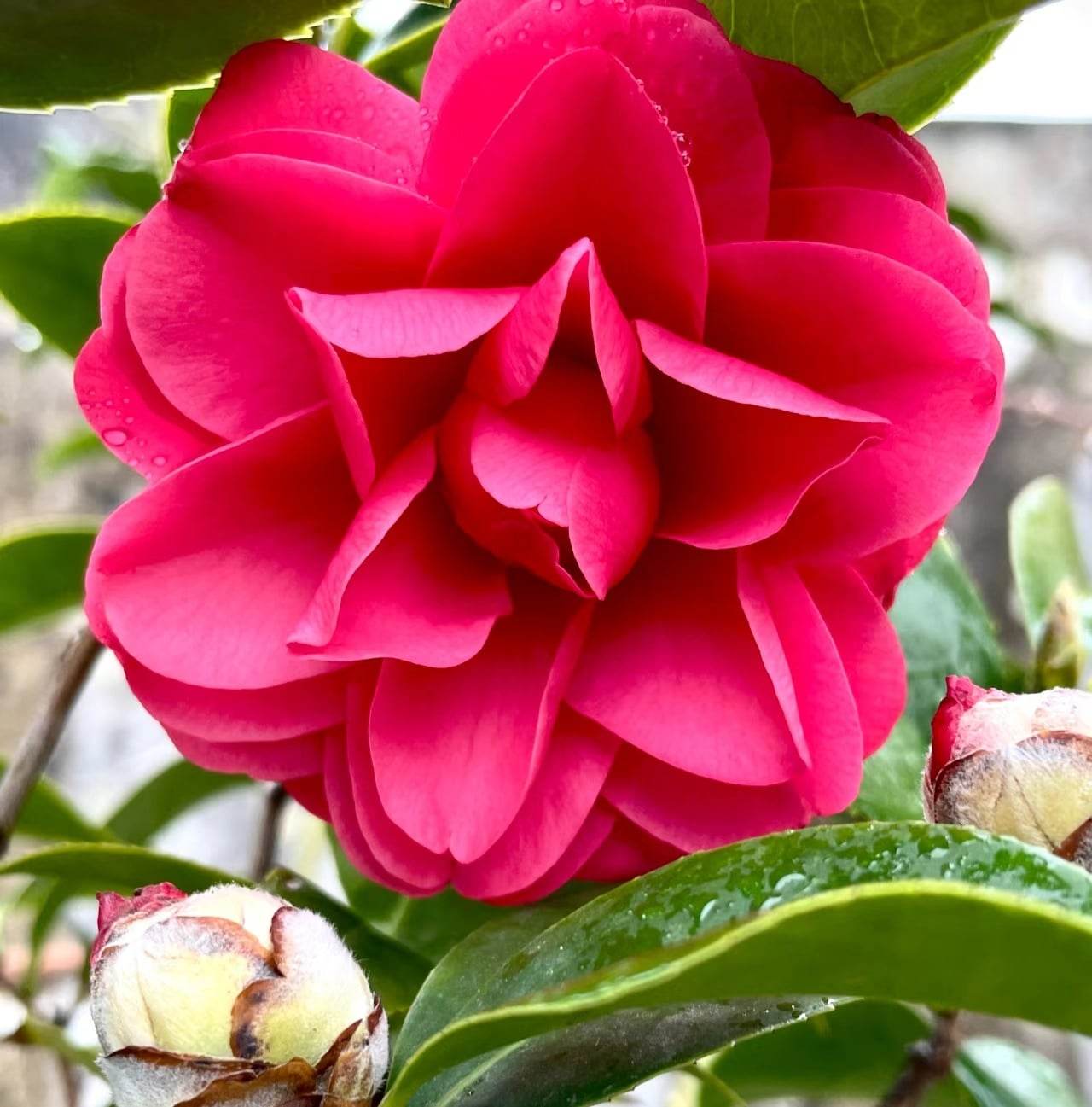 Random Color）Anak pokok Bunga Camelia Wangi, pokok camelia plant山茶花 ...