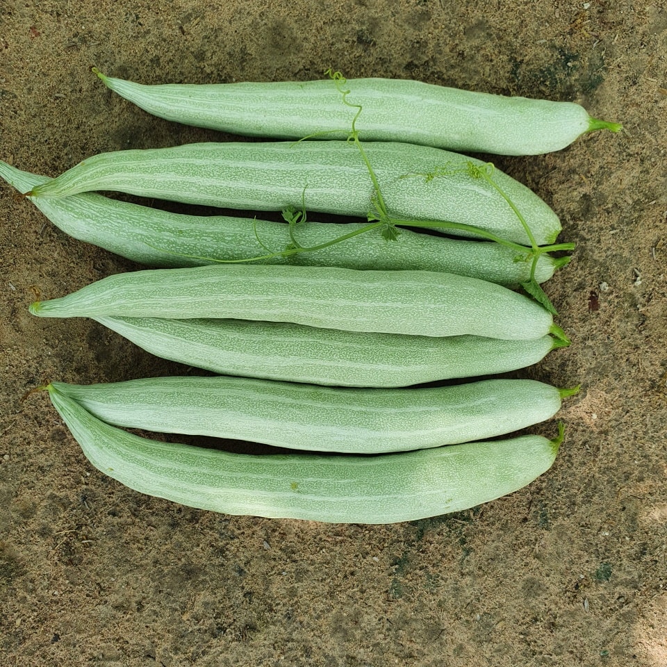 10 BIJIBENIH PETOLA ULAR PUTIH SNAKE GOURD SEED | Shopee Malaysia