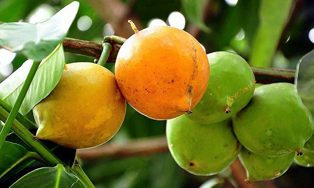 Anak Pokok Garcinia Dulcis (Mundu) | Shopee Malaysia