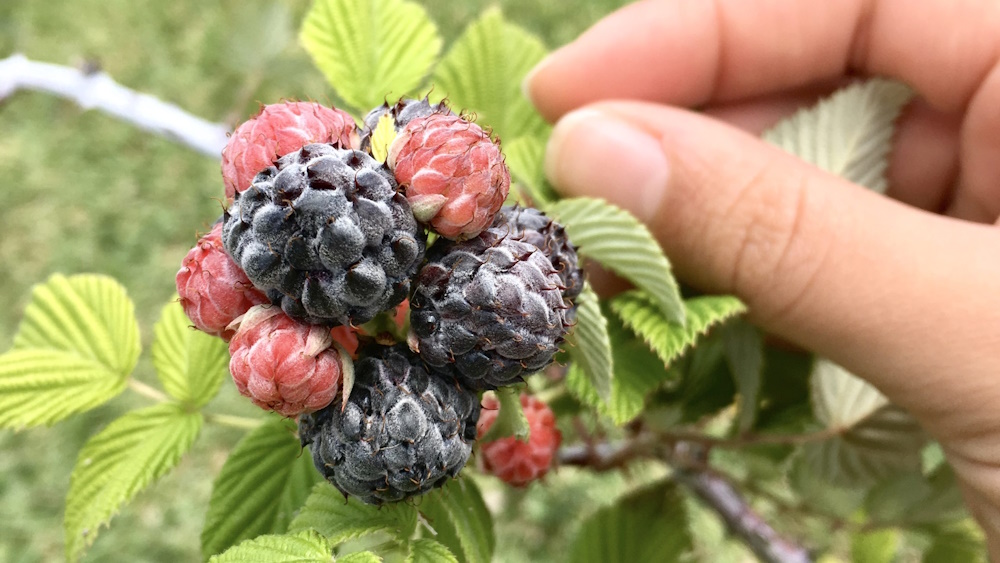 Anak Pokok Mysore Raspberry | Shopee Malaysia