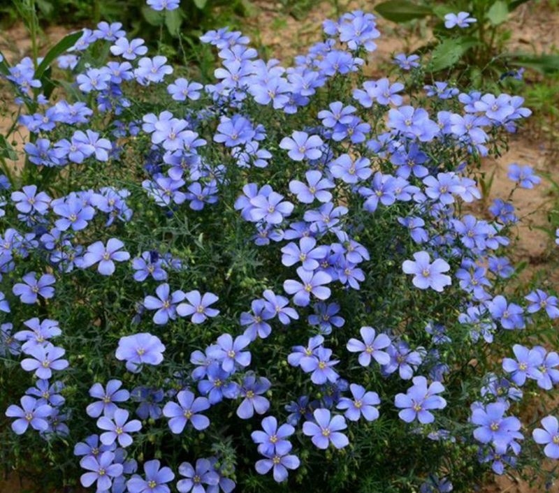 10 biji Benih Bunga Biji Blue Flax Flower Linum perenne Linum lewisii ...
