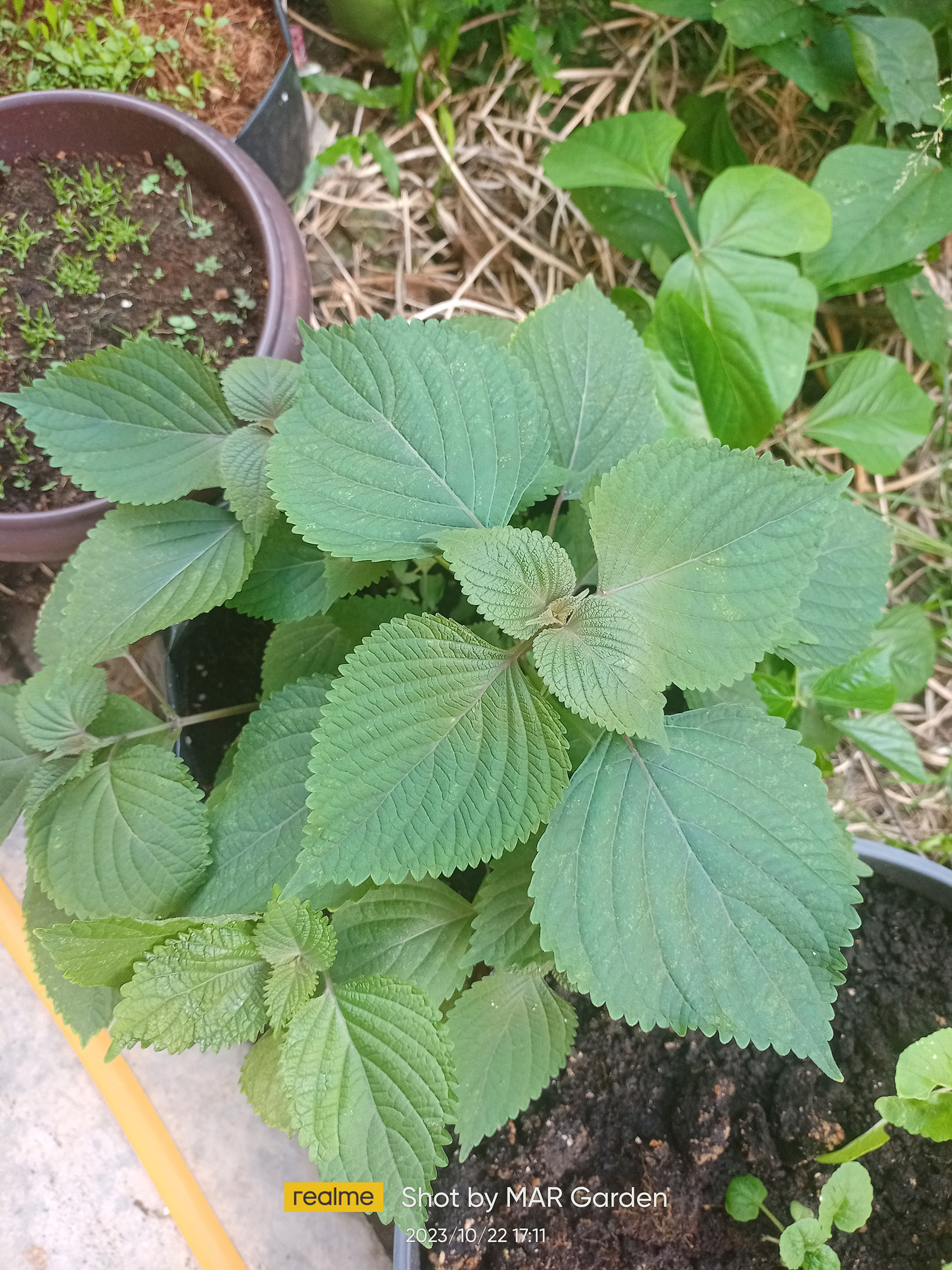 200 - 500 BIJI BENIH PERILLA GREEN SHISO,SESAME.NORTHEN WILD JAPANESE ...