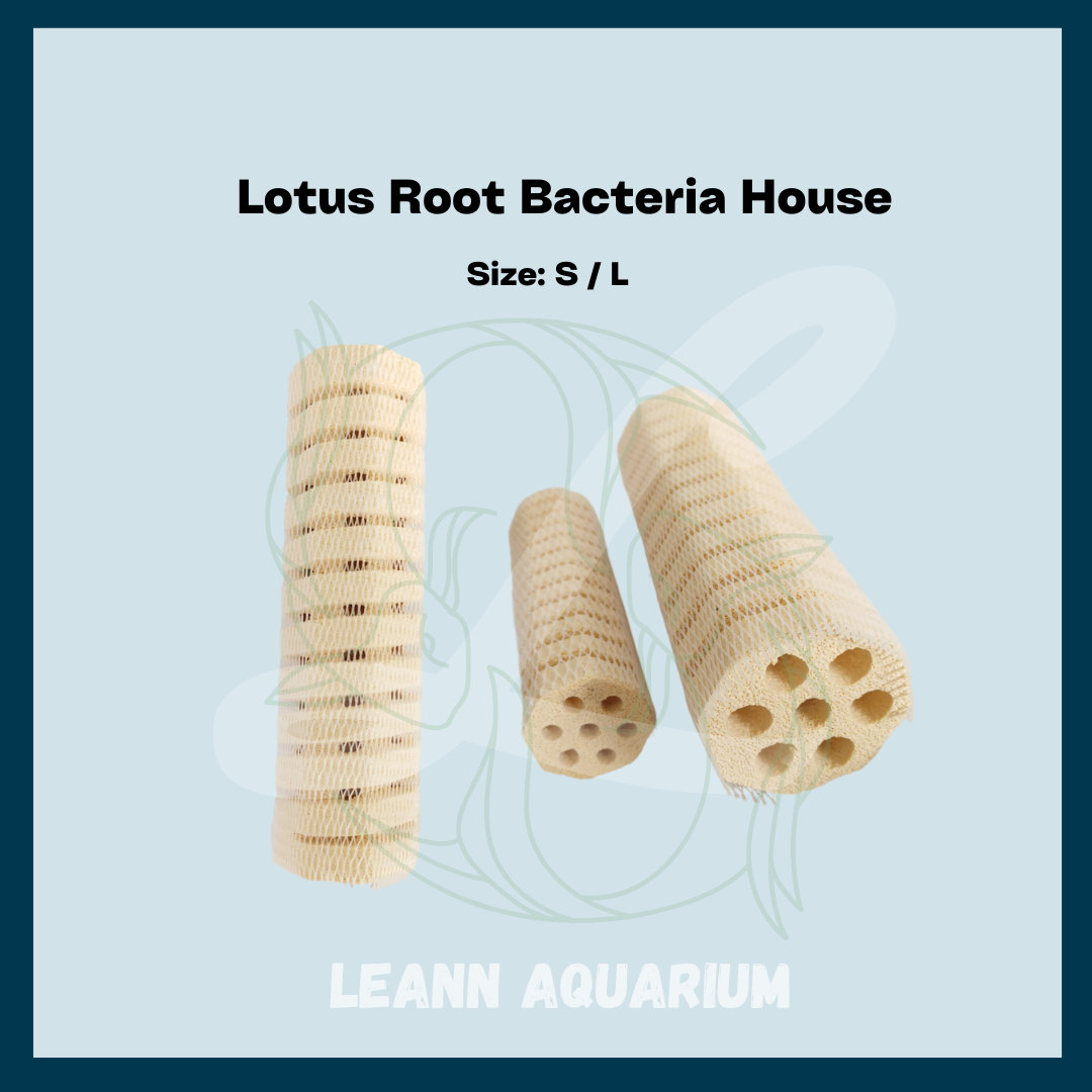 🔥HOT🔥 Lotus Root Bacteria House for Aquarium Filter System | Shopee ...