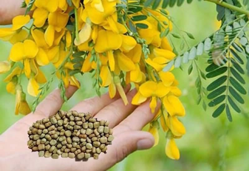 Set Biji Benih Pokok Turi/Geti (Merah/Putih/Pink/Kuning) | Shopee Malaysia