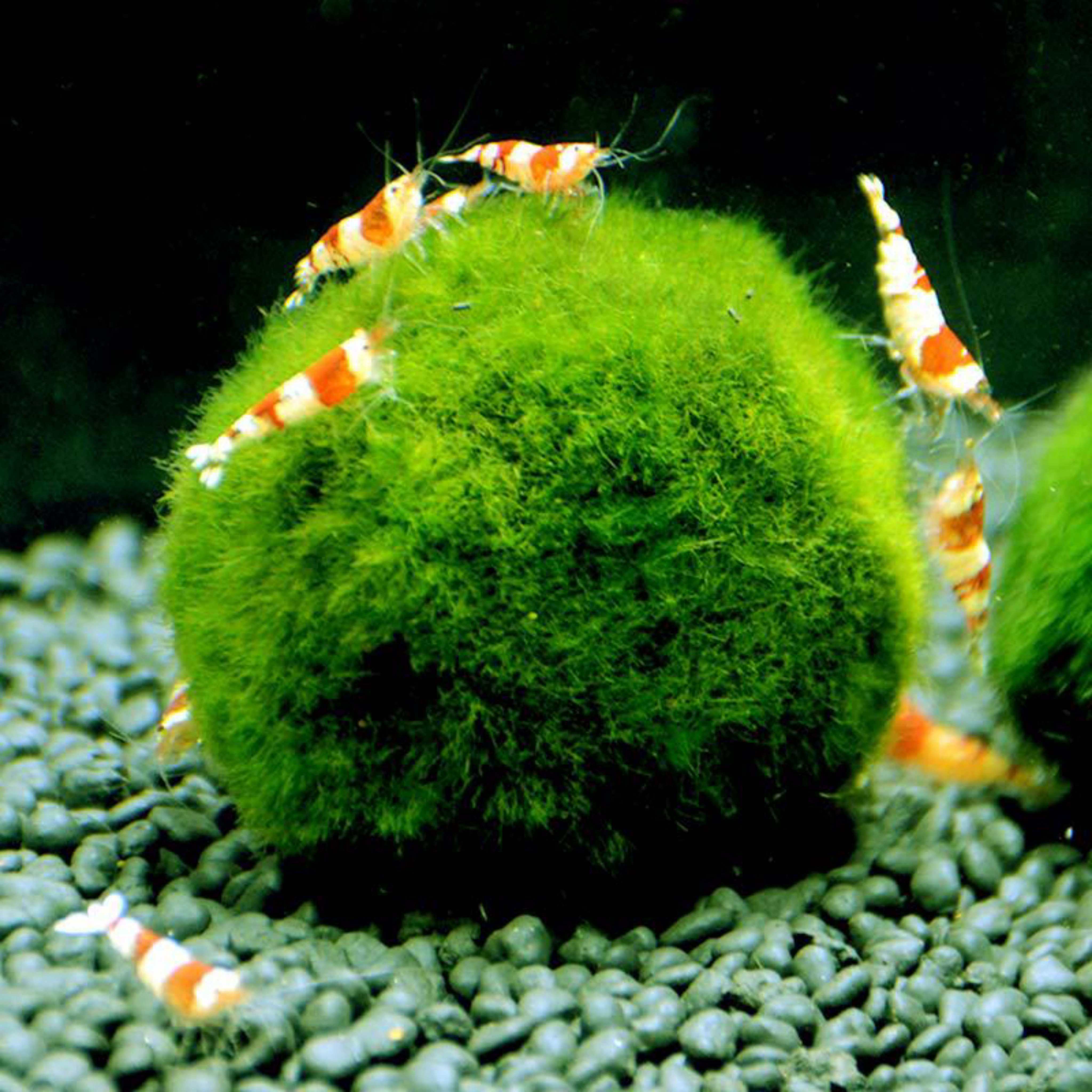 ( Live Plant ) Marimo Ball Moss Japanese Aquarium Plant Shrimp And Fish ...