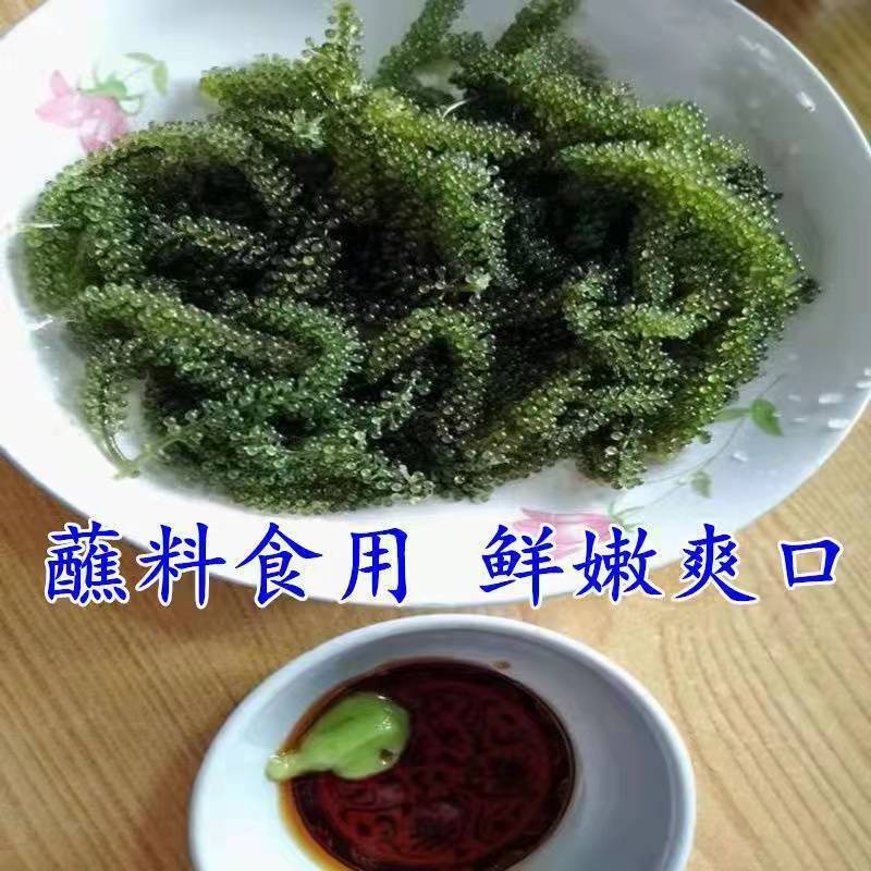 Sea grape 100g ready-to-eat small package seaweed salad shredded sushi ...
