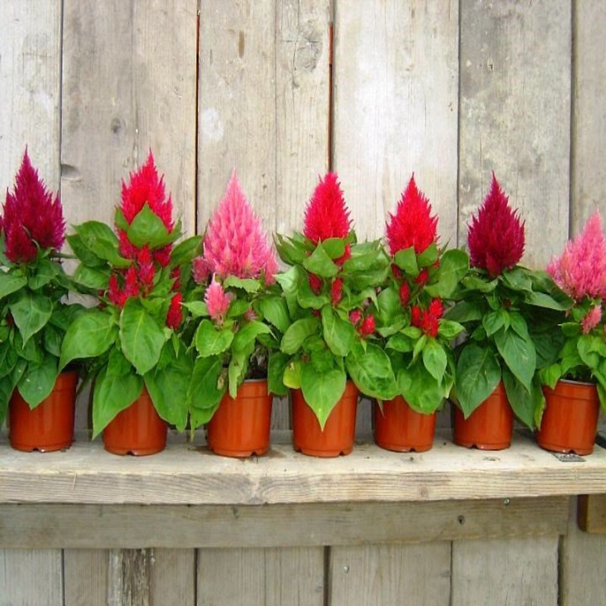 400 BIJI BENIH BUNGA BALUNG AYAM merah CELOSIA PHOENIX TAIL | Shopee ...