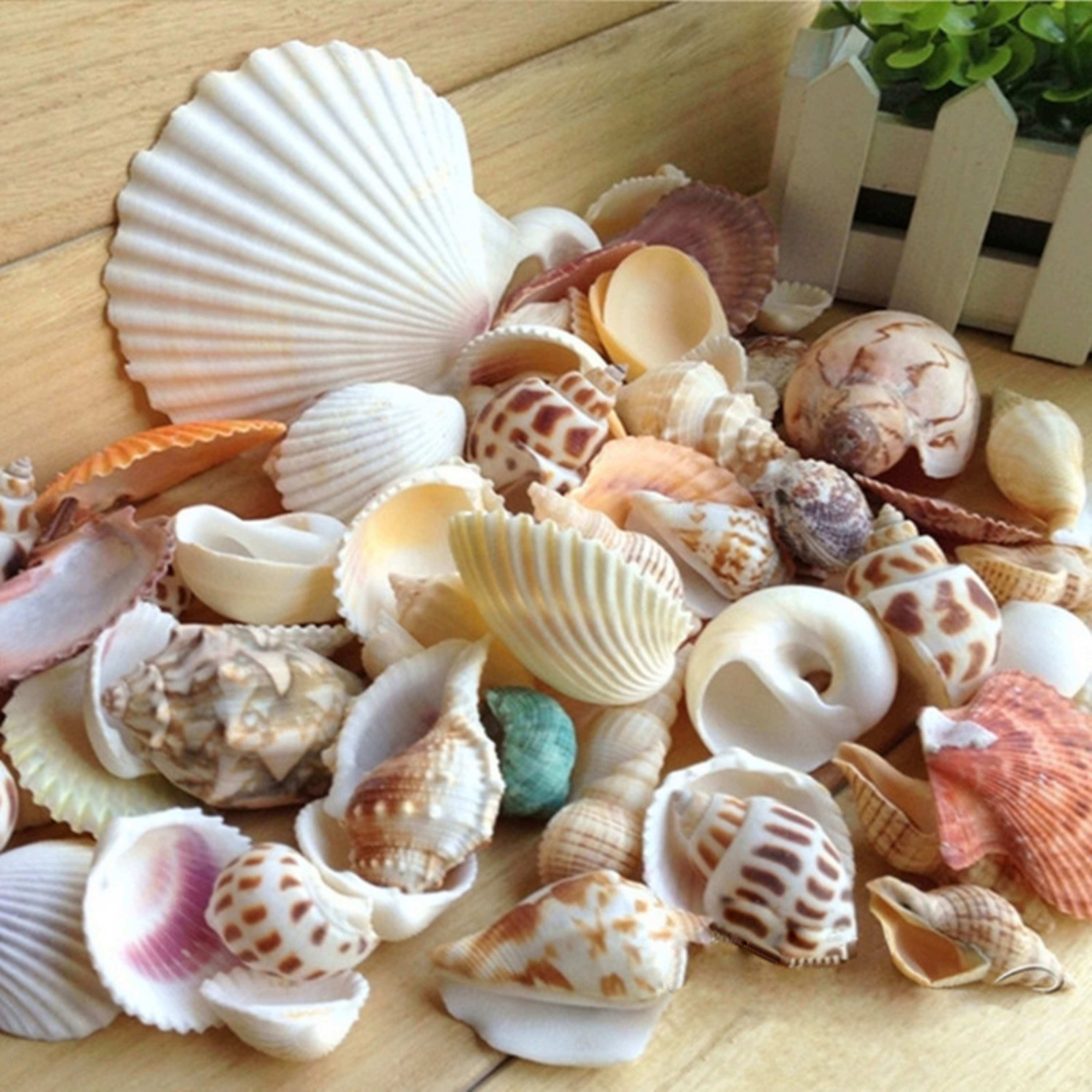 200g Mixed Sea Shell Aquarium Decoration Basket Mix Sea Shell Shell ...