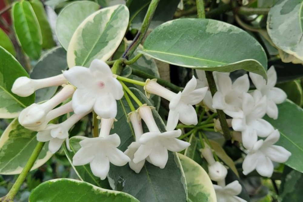 Anak Pokok Bunga Madagascar Jasmine/Stephanotis Floribunda | Shopee ...