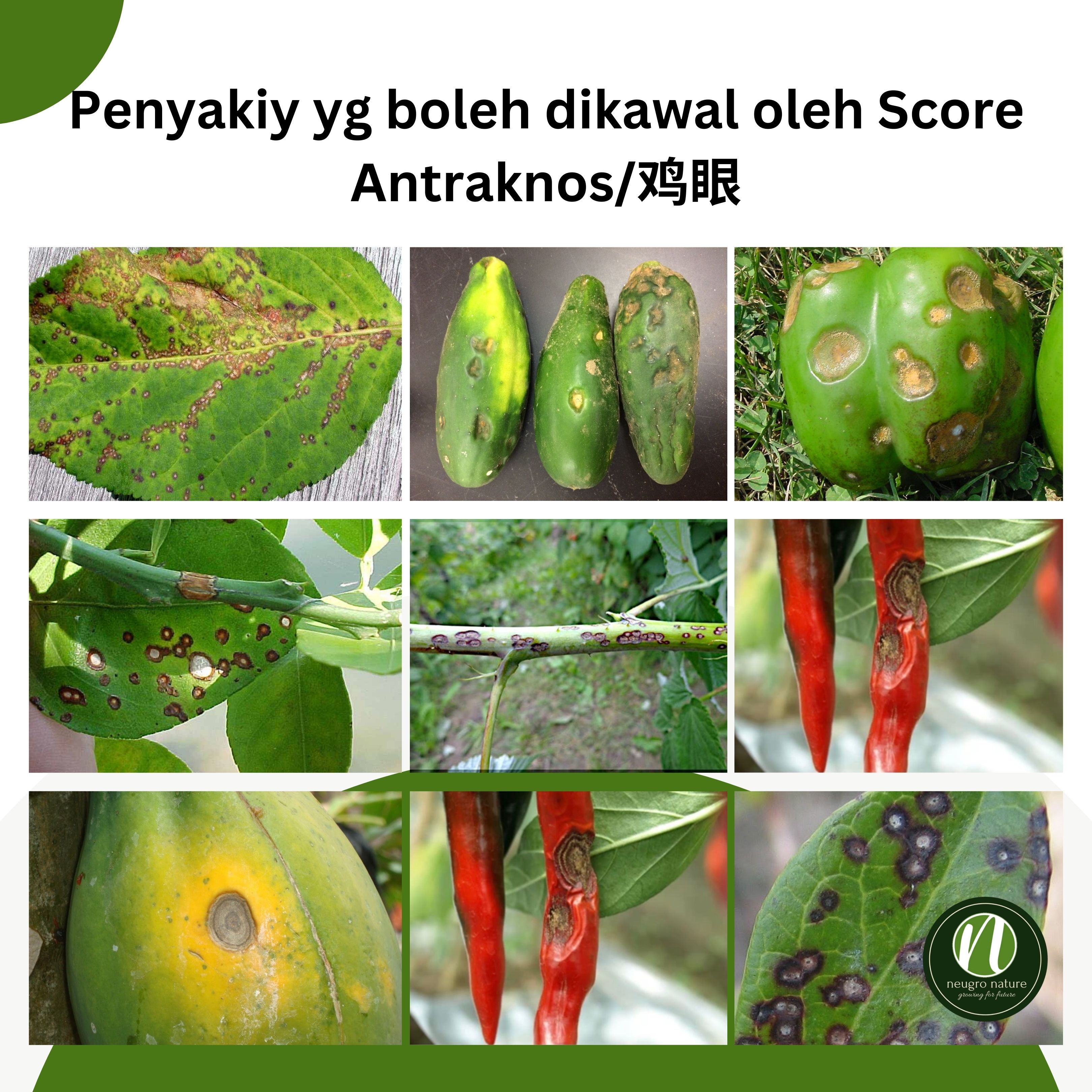 Syngenta SCORE (500ml) Fungicide - Racun Kulat Hawar Daun/ Antraknos ...