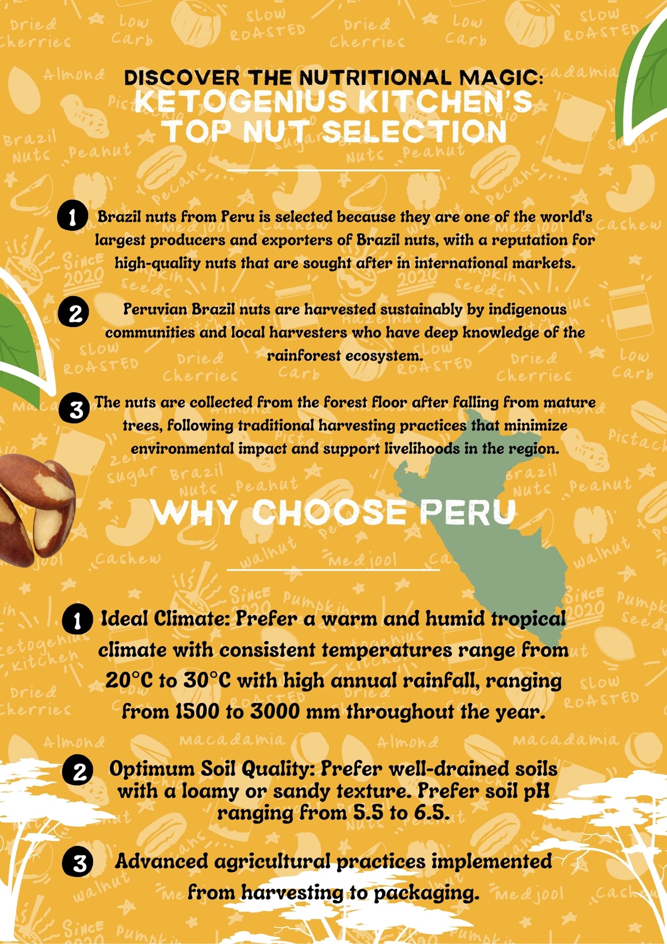 Ketogenius Kitchen Slow Roasted Unsalted Brazil Nuts (110g/250g/500g) - Healthy, Roasted Upon ...