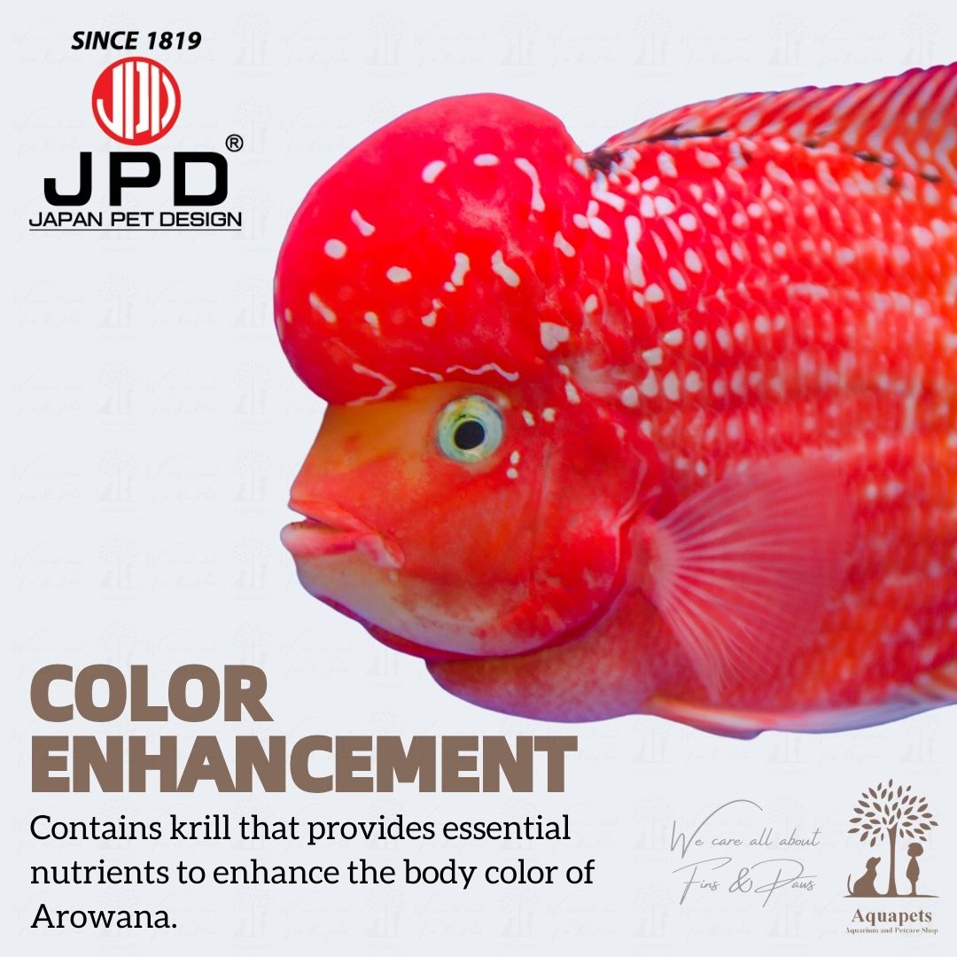 JPD Kangun FlowerHorn Fish Food 100g / 500g Pellet Makanan Ikan ...