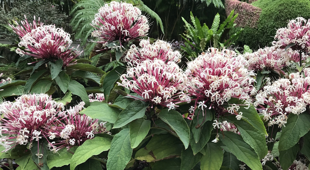 Anak Pokok Bunga Clerodendrum Quadriloculare/Star Burst/Firecracker ...