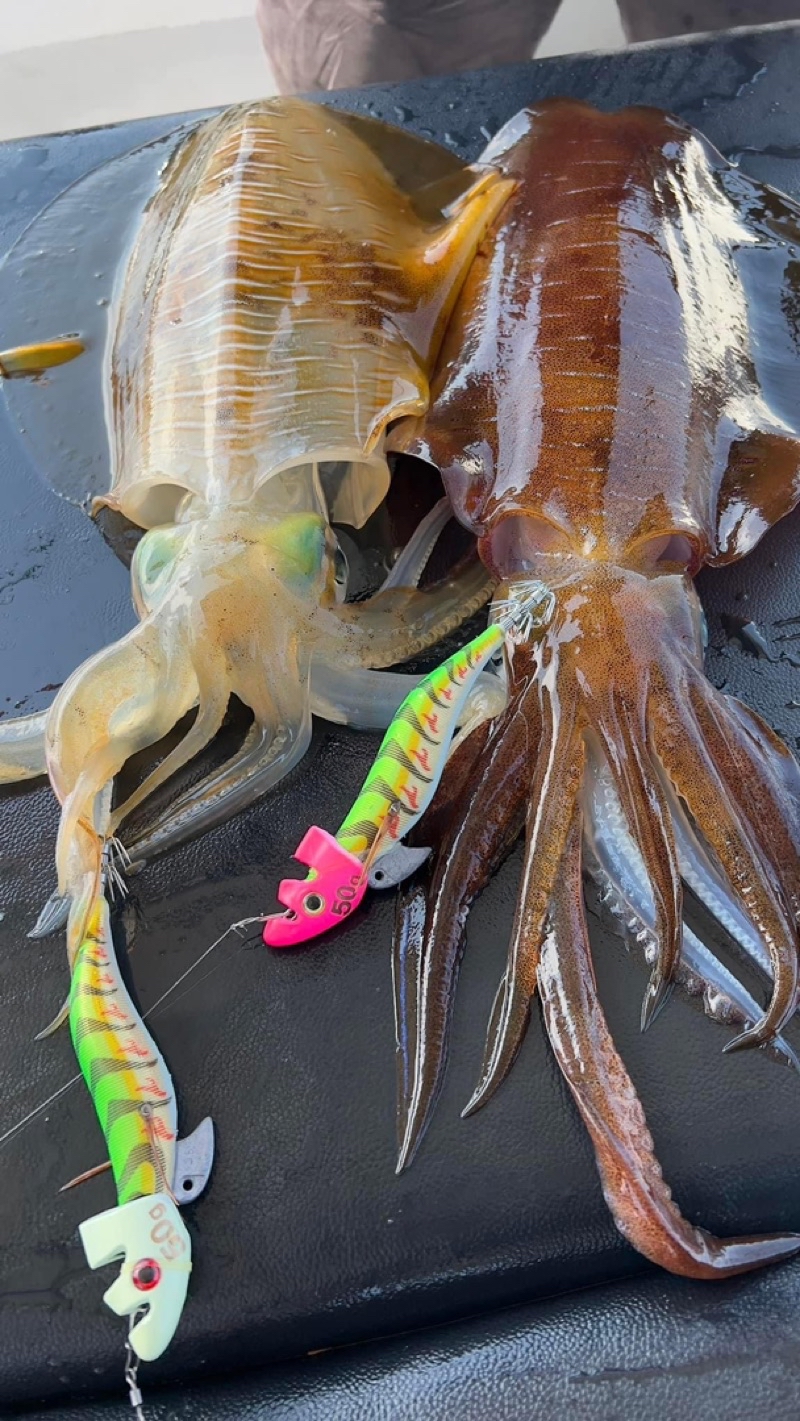 DEEP ODYSSEY #3.5 Green Eyes Squid Jig Killer Tip Run Eging Candat Sotong Mabang🔥‼️🦑 | Shopee ...