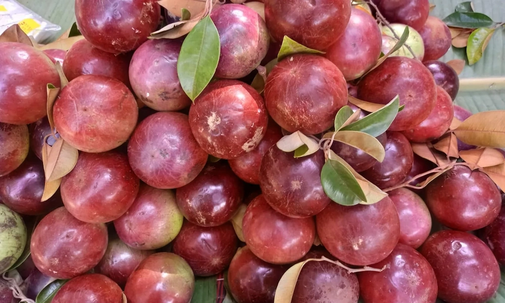 Anak Pokok Red Star Apple/Buah Susu Merah | Shopee Malaysia