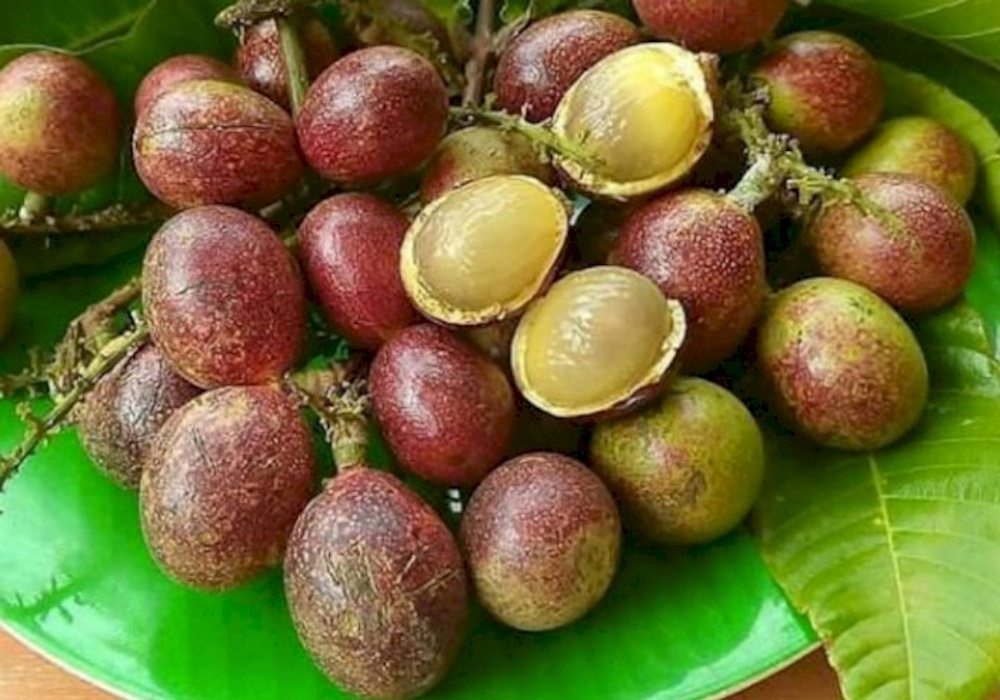 Anak Pokok Matoa (Kristal/Laici Brazil) Merah | Shopee Malaysia