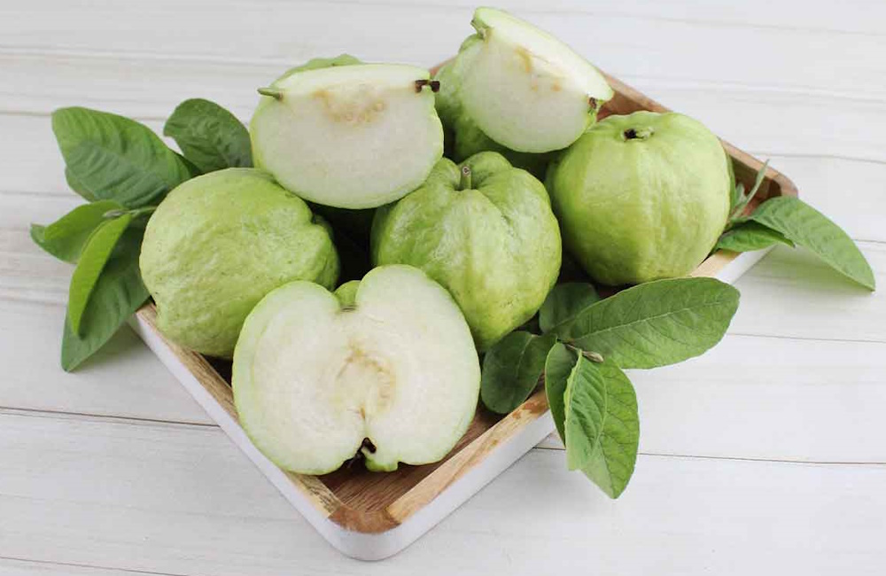 Anak Pokok Jambu Batu Kristal | Shopee Malaysia
