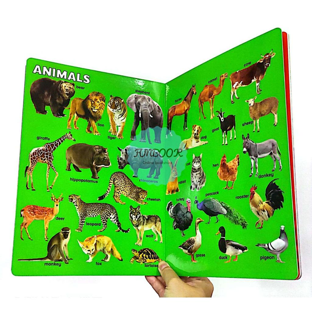 [FUNBOOK] My Early Amazing Picture Book English Preschool Buku ...