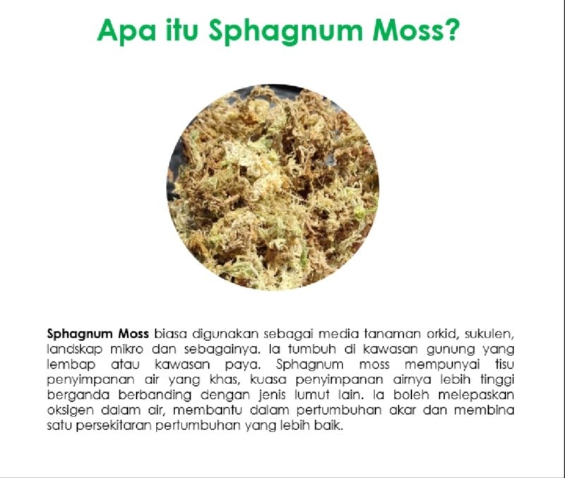 High Gred Sphagnum Moss Orchid/水苔/lumut | Shopee Malaysia