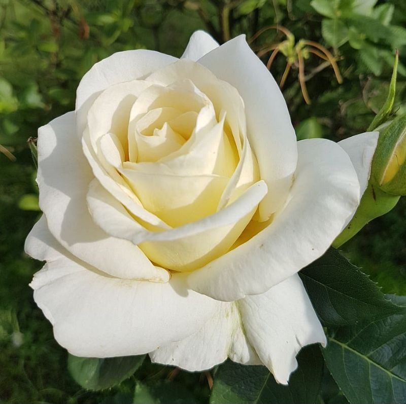 White Roses 10 seeds biji benih ros putih untuk ditanam dihalaman rumah ...