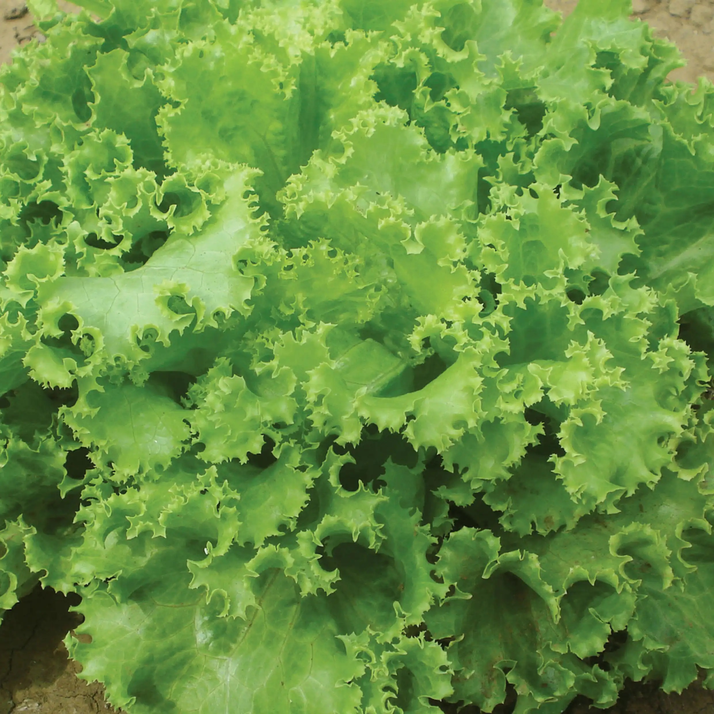 BINTANG ASIA - BENIH SALAD KERINTING PACK 10 GRAM CURLY LETTUCE SEED ...