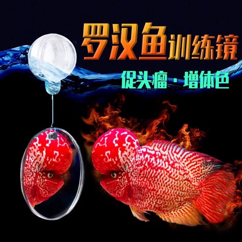 Aquarium Betta / Flower Horn Training Mirror Acrylic Floating Mirror ...
