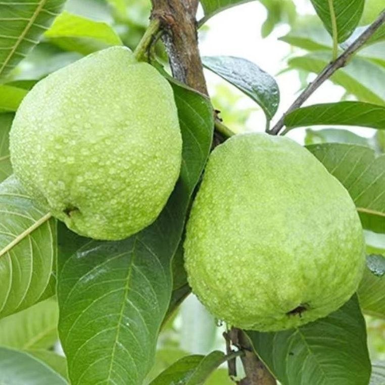 Pink Guava / Jambu Batu Merah Fresh (900g - 1000g) | Shopee Malaysia