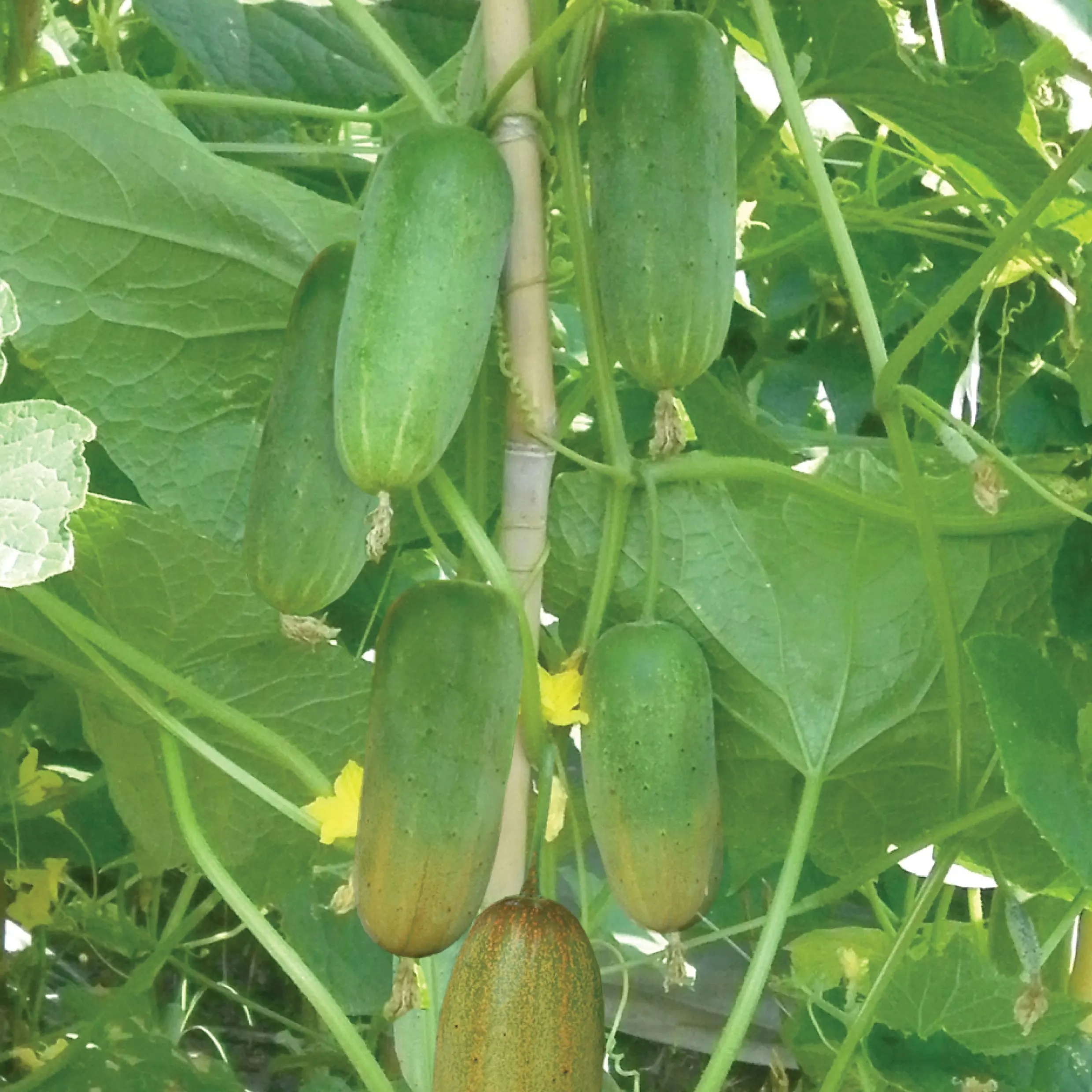 20-60 Biji Benih timun Baby timun Mini F1 buah ranggup dan sangat lebat ...