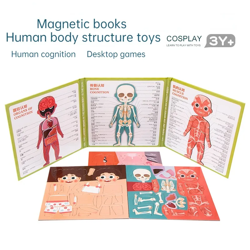 Body Magnet Book Folding Human Body Structure Puzzle Children's ...