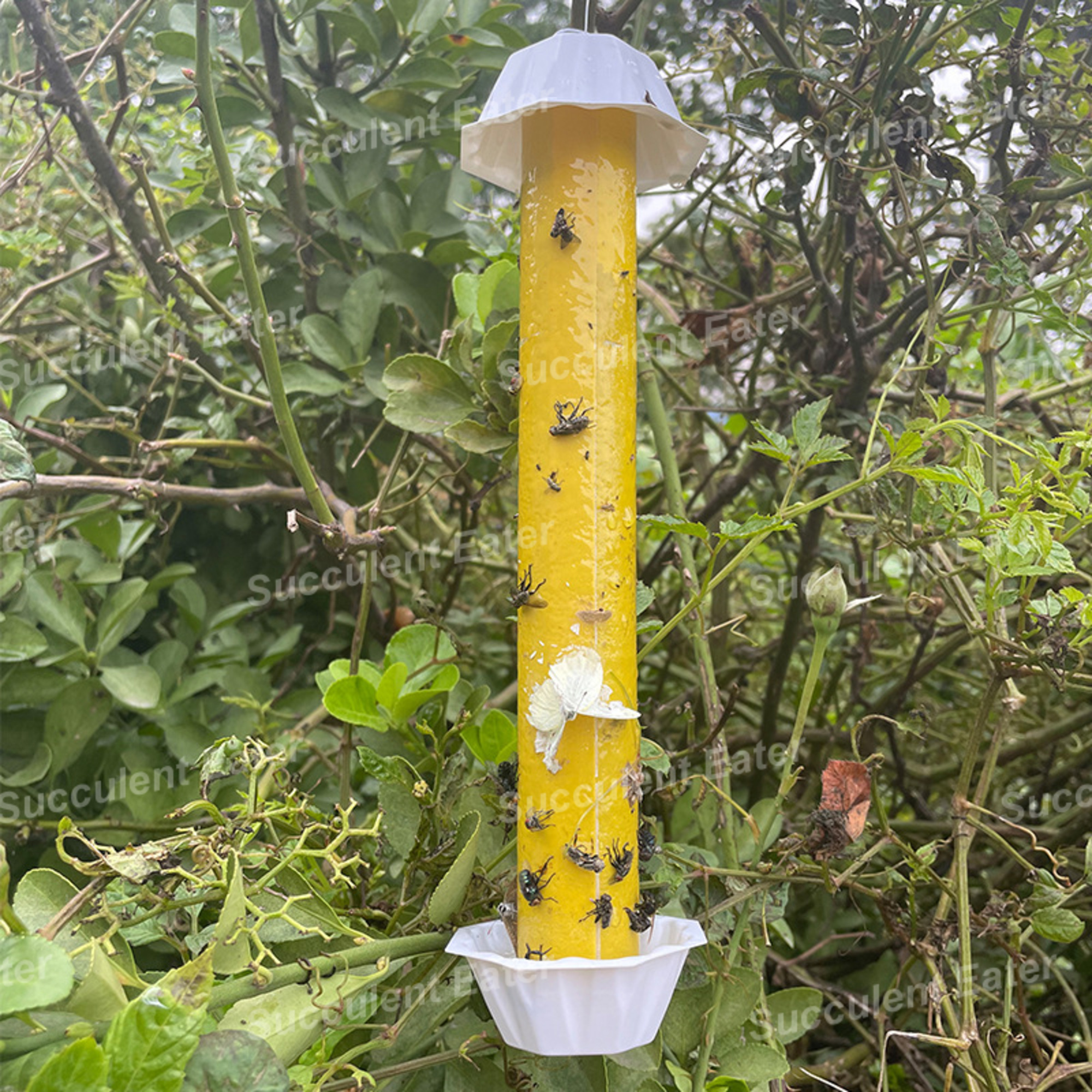 Fly Stick Trap Batang Perangkap Serangga Lalat Nyamuk 粘蚊虫苍蝇 | Shopee ...