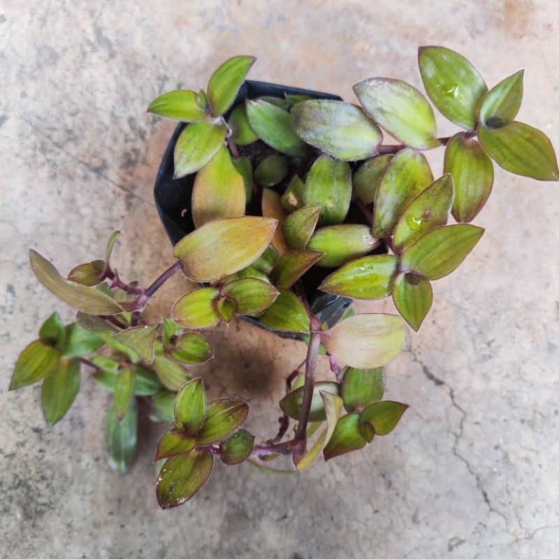 Pokok Telinga Kera (Ubat Buah Pinggang) Tradescantia sp. (Glossy Leaves ...