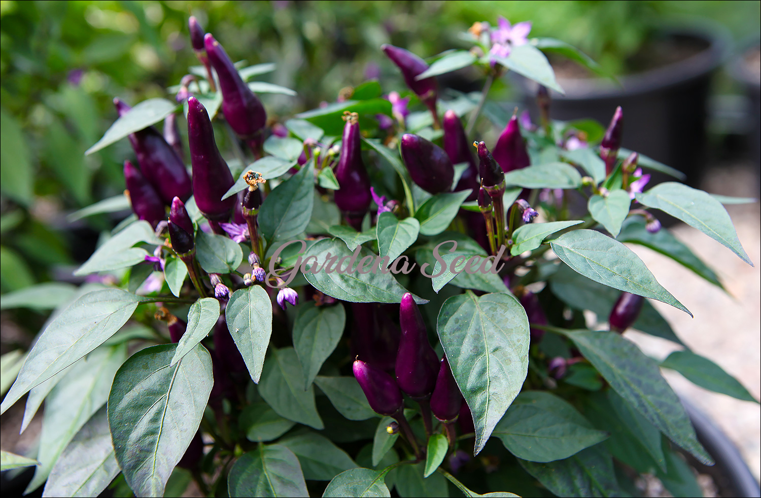 BIJI BENIH CILI PURPLE RENEK JAMBAK DWARF MOLLY CLUSTER PURPLE PEPPER ...