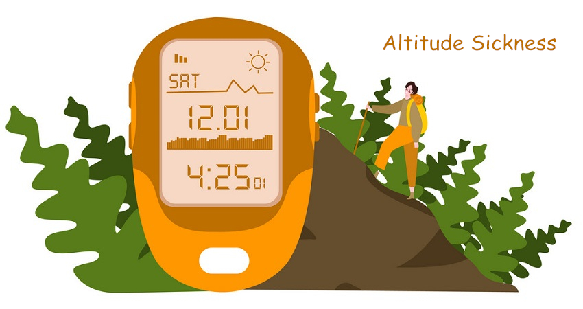 Rhodiola Rosea Tea Altitude Sickness 西藏红景天茶 高山症 | Shopee Malaysia