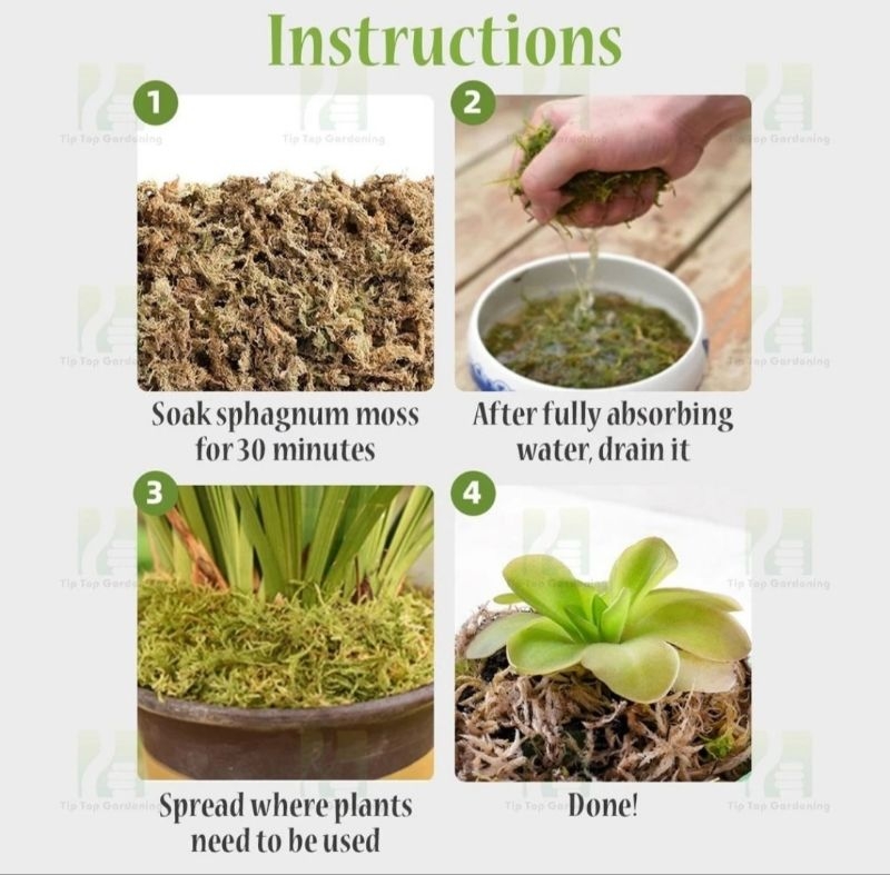 High gred sphagnum moss/lumut/水苔 | Shopee Malaysia