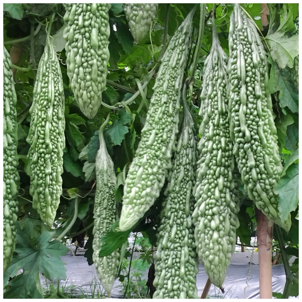 PERIA KATAK PANJANG JENIS HIBRID | Shopee Malaysia