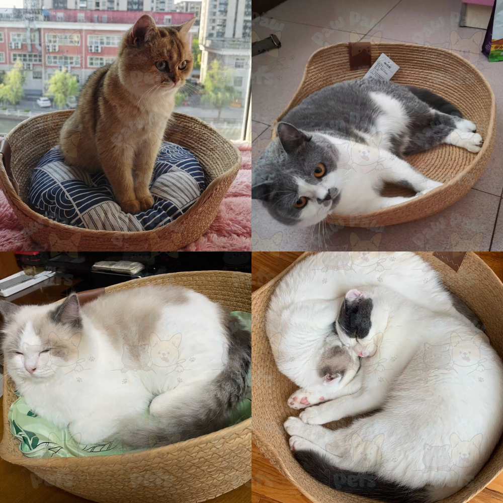 Japanese Handwoven Rattan Cat Basket with Cushion Pet Cat Bed | Bakul ...