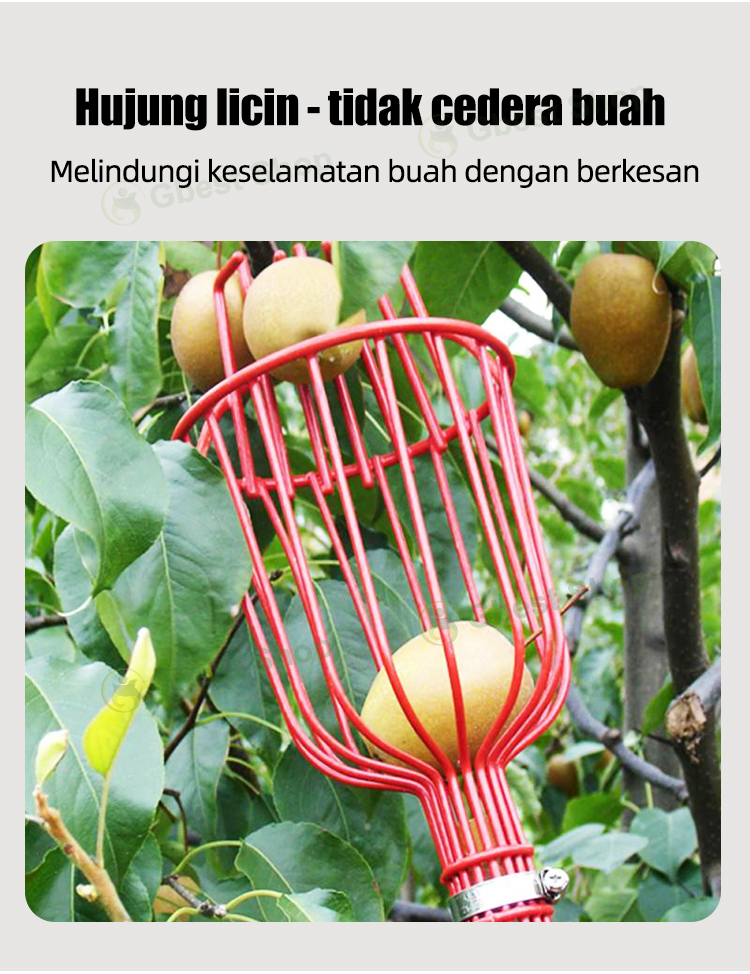 Fruit Picker net Basket plucking mango papaya plucker catcher Garden ...