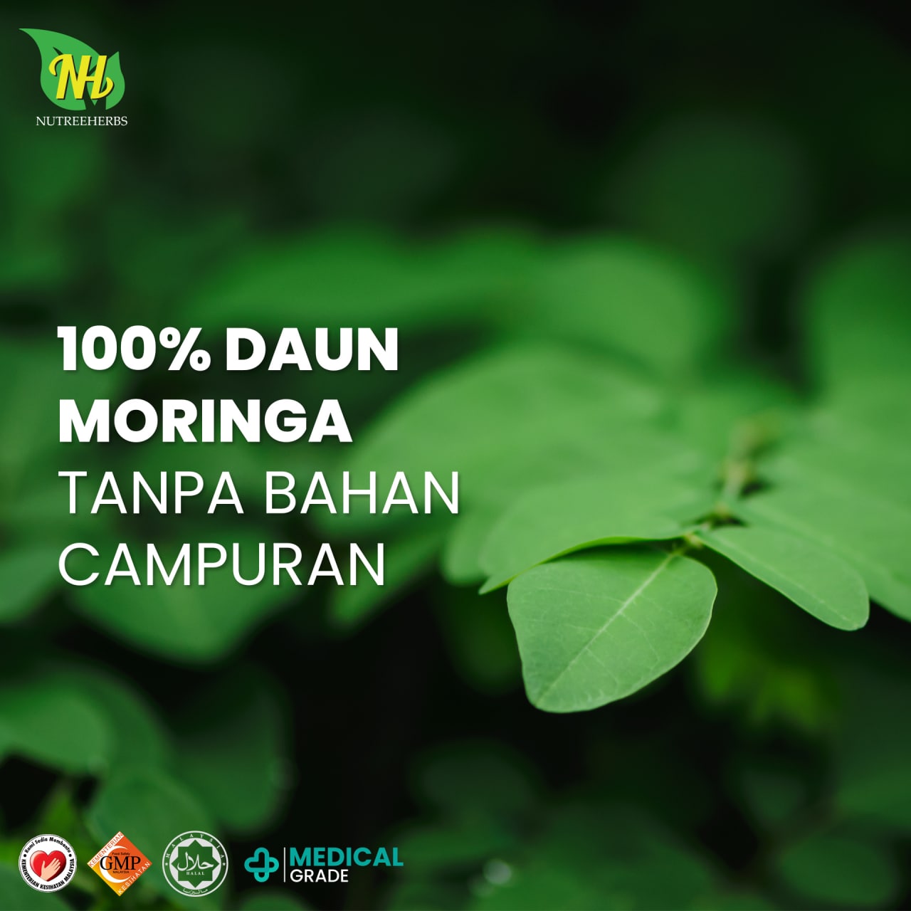𝗪𝗶𝘁𝗵 𝗙𝗿𝗲𝗲 𝗚𝗶𝗳𝘁 NutreeHerbs Capsules Supplement Moringa Oleifera Kapsul ...