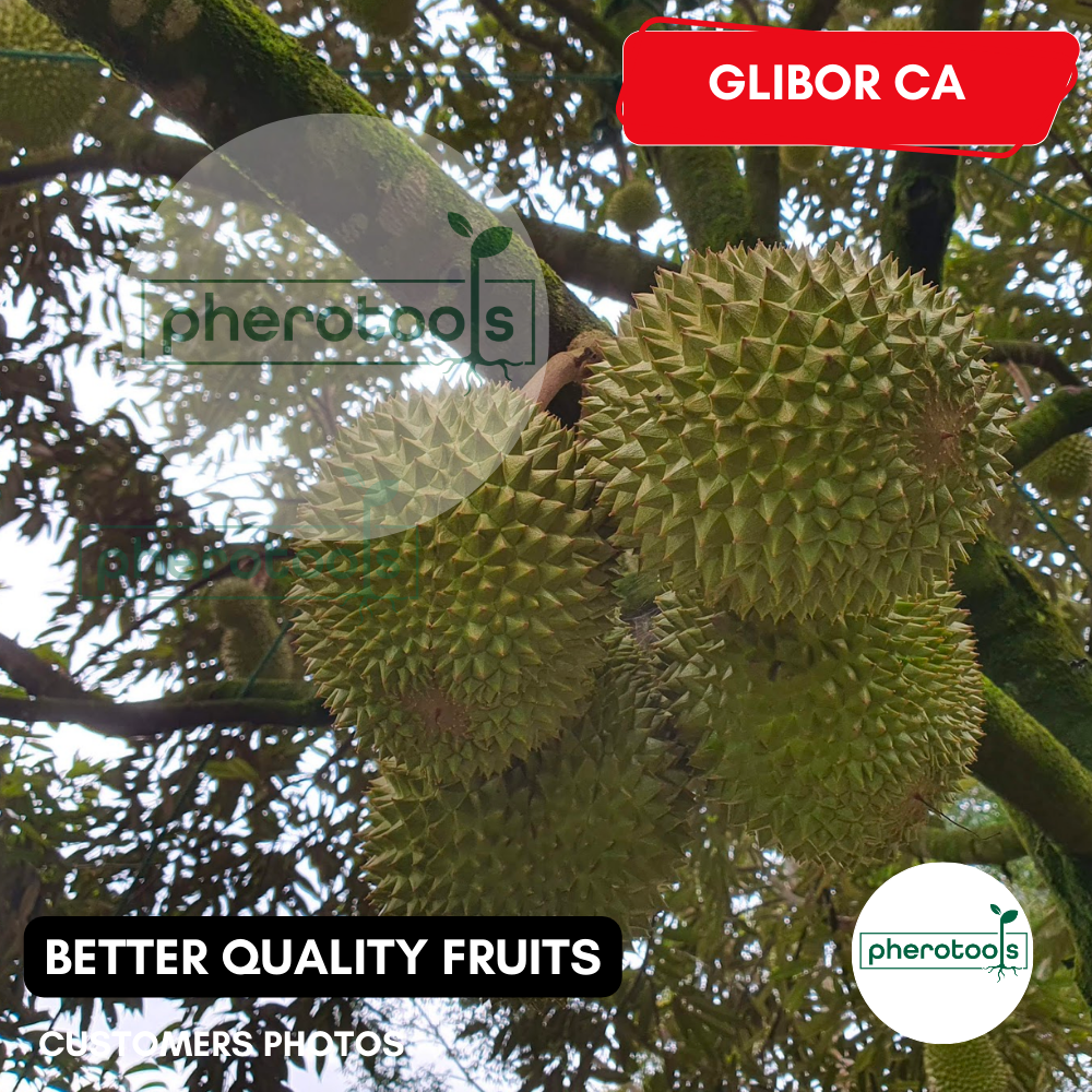 GLIBOR Ca 钙 硼 (Calcium Boron High Strength) Fertilizer Baja Foliar (1L ...