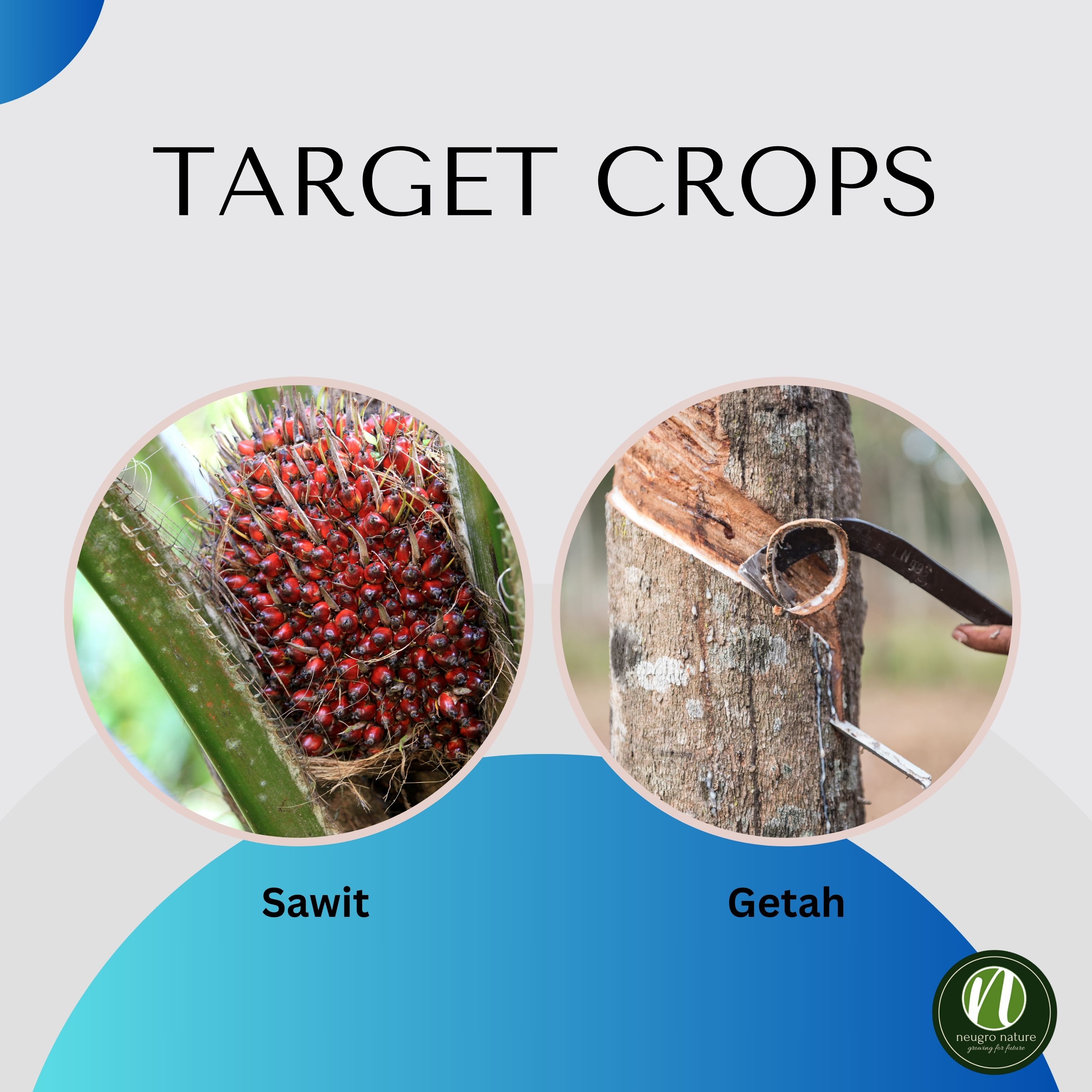 Bayer Pra Cambah Alion Pre Emergence Herbicide Indaziflam 45.5% Racun ...